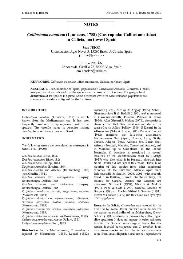 (PDF) Calliostoma conulus (Linnaeus, 1758)(Gastropoda: Calliostomatidae ...