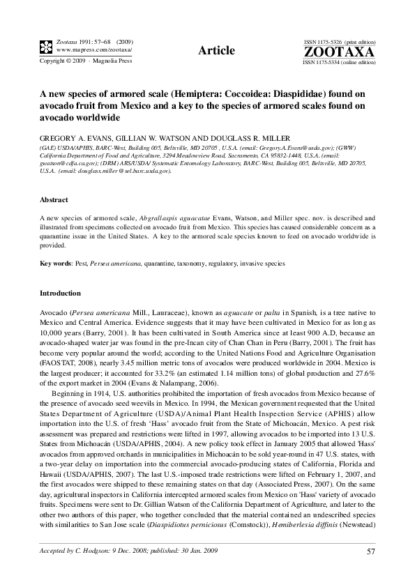 (PDF) A new species of armored scale (Hemiptera: Coccoidea: Diaspididae ...