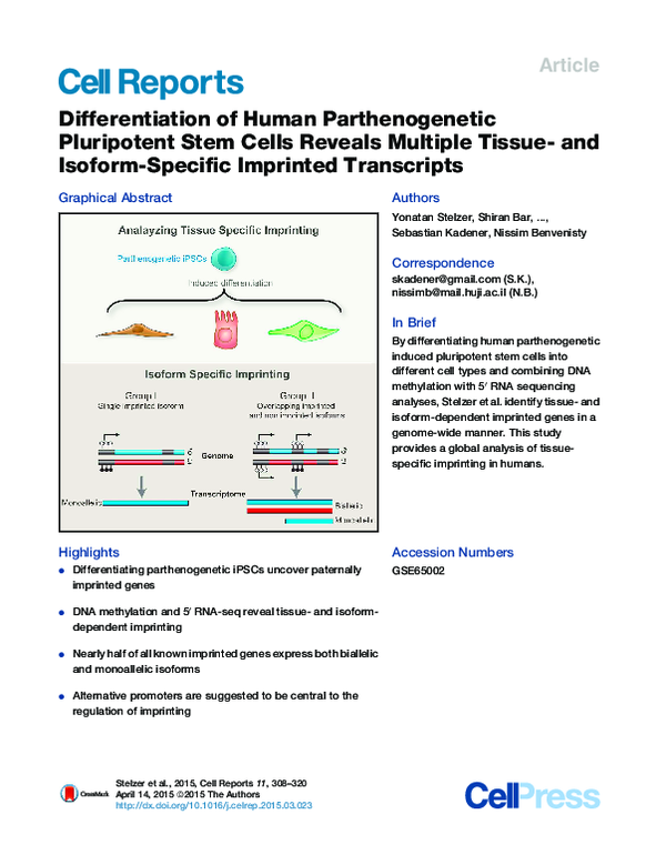 (PDF) Differentiation of Human Parthenogenetic Pluripotent Stem Cells ...