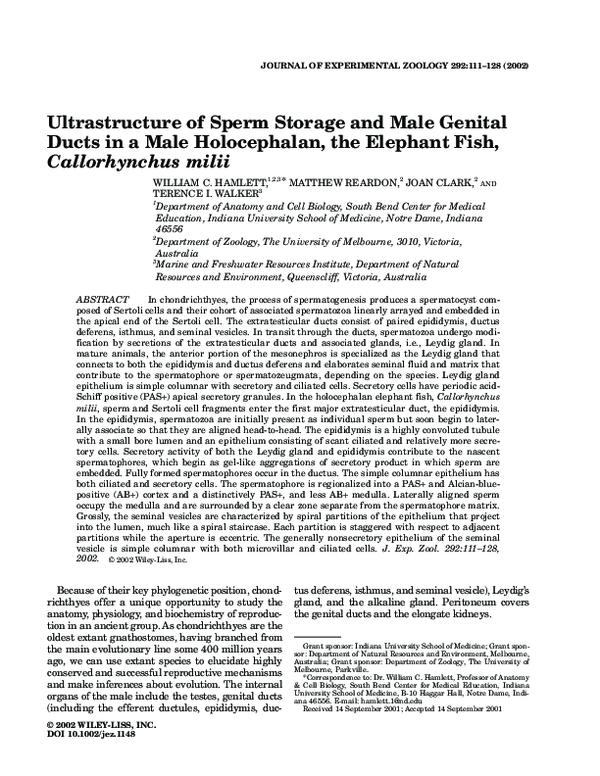 (PDF) Ultrastructure of sperm storage and male genital ducts in a male ...