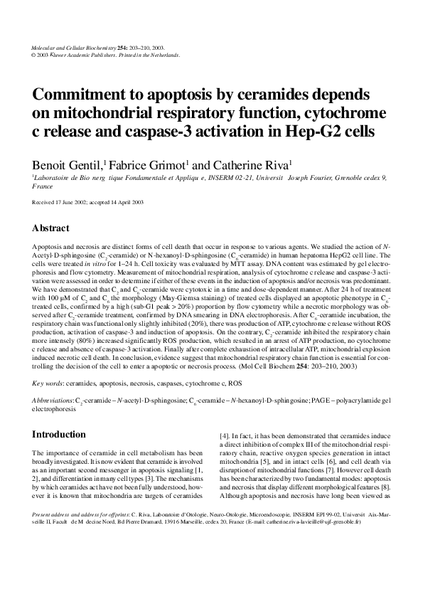 (PDF) Commitment to apoptosis by ceramides depends on mitochondrial ...