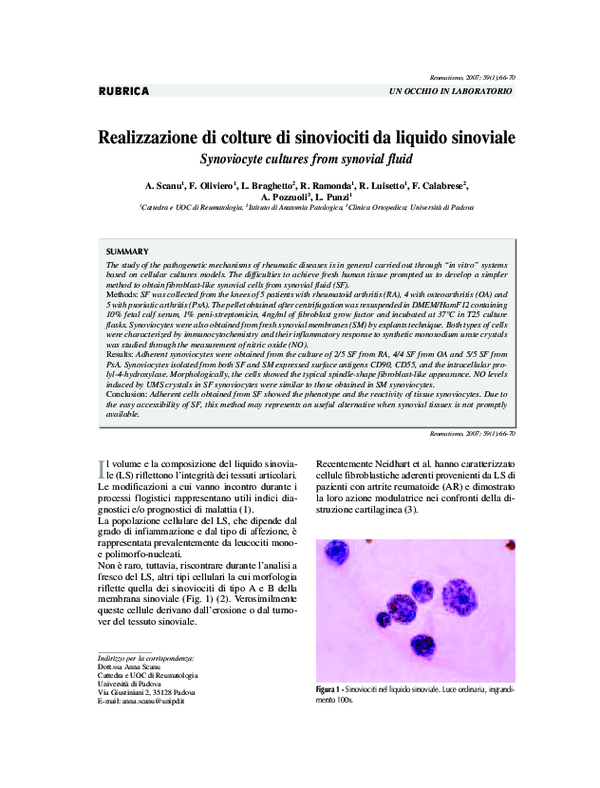 (PDF) Synoviocyte cultures from synovial fluid