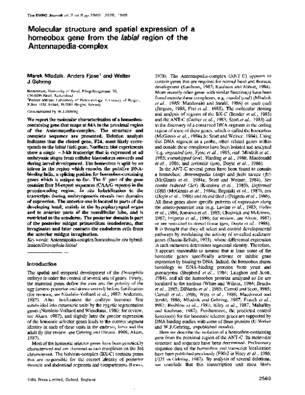 (PDF) Molecular structure and spatial expression of a homeobox gene ...
