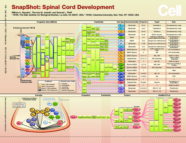 (PDF) SnapShot: Spinal Cord Development