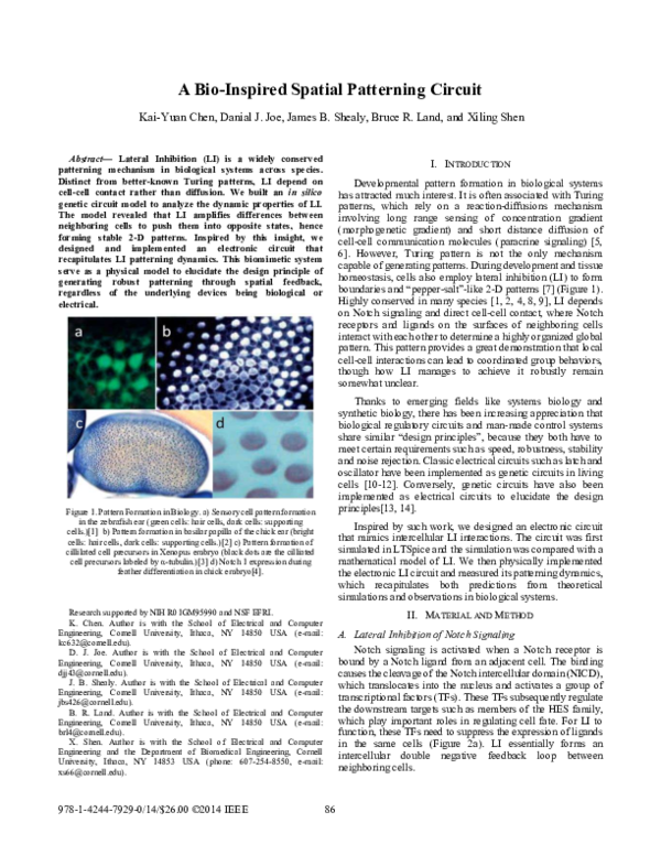 (PDF) A Bio-inspired spatial patterning circuit