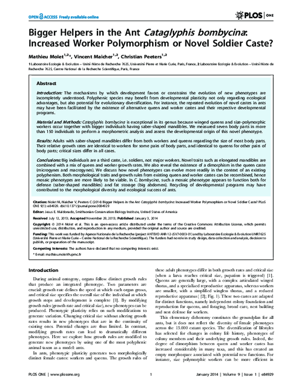 (PDF) Bigger Helpers in the Ant Cataglyphis bombycina: Increased Worker ...