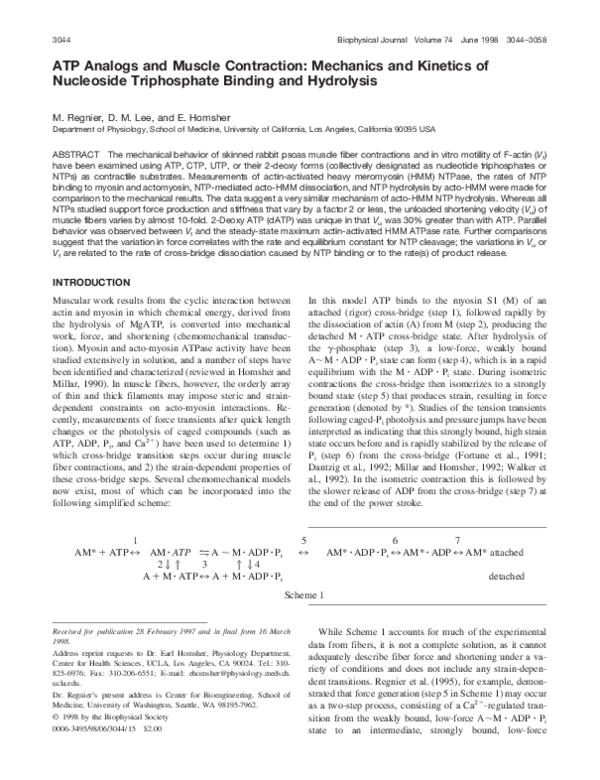 (PDF) Kinetics of muscle contraction and actomyosin NTP hydrolysis from ...