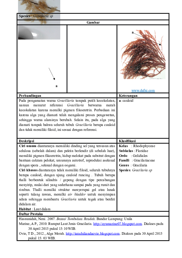 (DOC) Gellidium sp