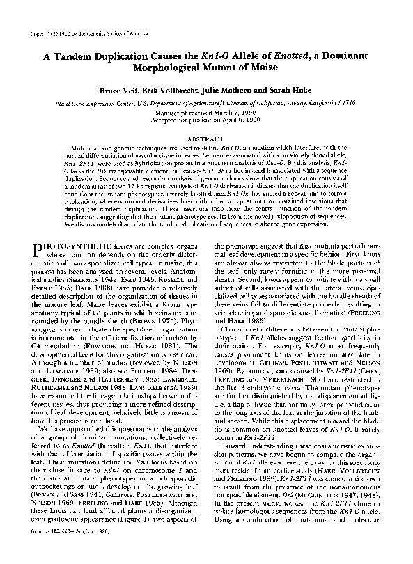 (PDF) A tandem duplication causes the Kn1-O allele of Knotted, a ...