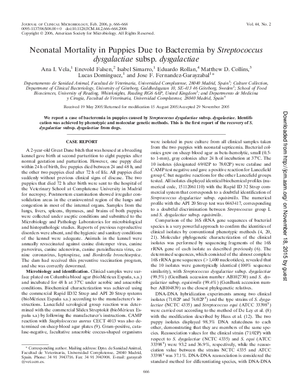 (PDF) Neonatal Mortality in Puppies Due to Bacteremia by Streptococcus ...