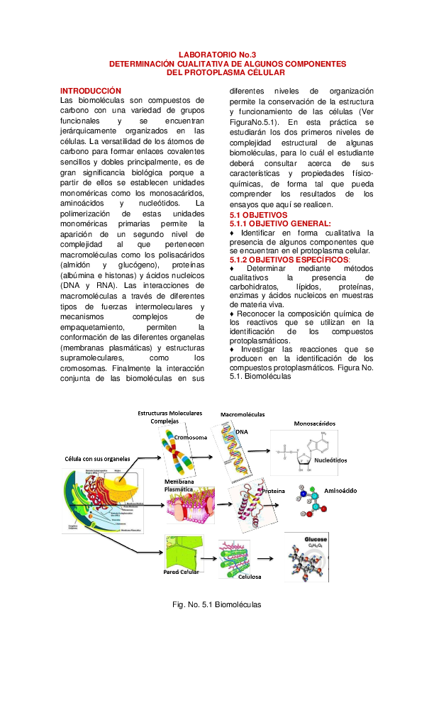 (PDF) LABORATORIO No 3 componentes del protoplasma 1