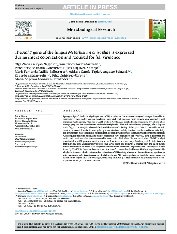 (PDF) The Adh1 gene of the fungus Metarhizium anisopliae is expressed ...