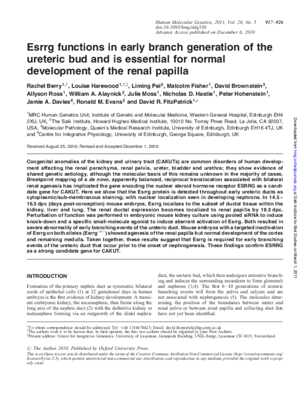 (PDF) Esrrg functions in early branch generation of the ureteric bud ...