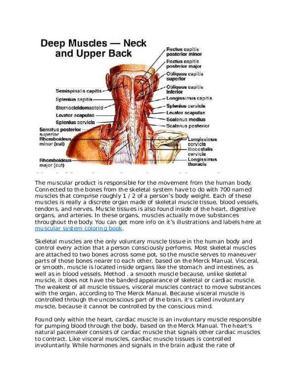DOC Muscular System Coloring Book Janette Harmono Academia edu doc-muscular-system-coloring-book-janette-harmono-academia-edu