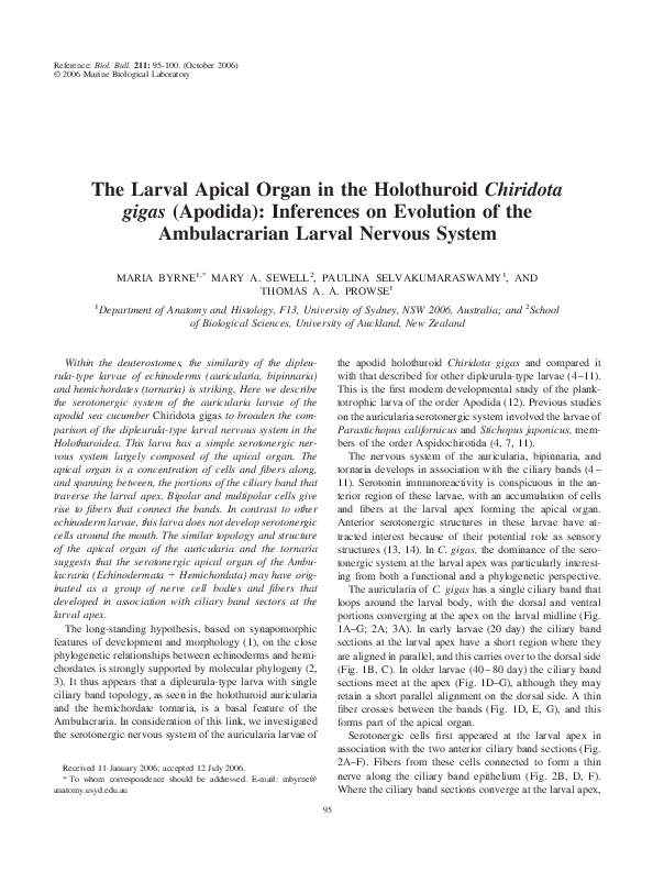 (PDF) The Larval Apical Organ in the Holothuroid Chiridota gigas ...