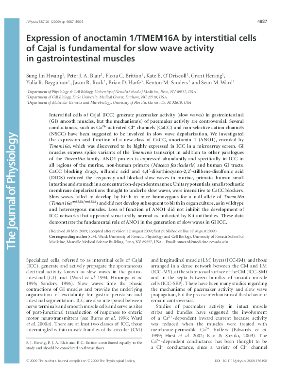 (PDF) Expression of anoctamin 1/TMEM16A by interstitial cells of Cajal ...