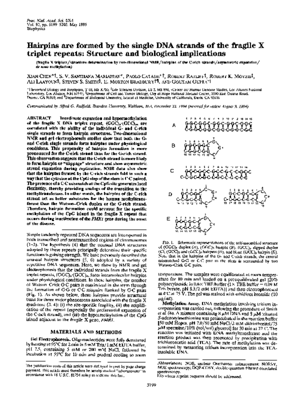 (PDF) Hairpins are formed by the single DNA strands of the fragile X ...
