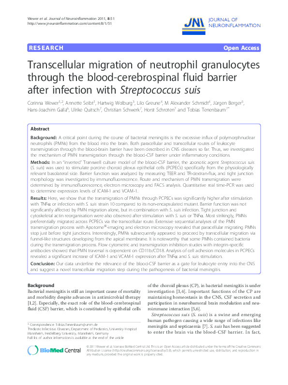(PDF) Transcellular migration of neutrophil granulocytes through the ...
