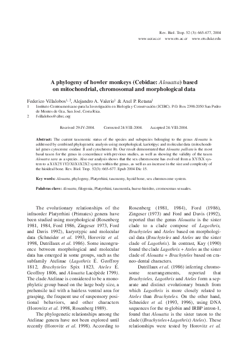 (PDF) A phylogeny of howler monkeys (Cebidae: Alouatta ) based on ...