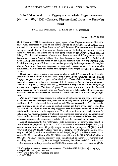(PDF) A second record of the pygmy sperm whale Kogia breviceps (de ...