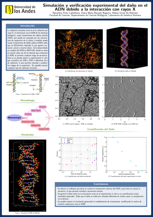 (PDF) Poster DNA Simulation in MATLAB