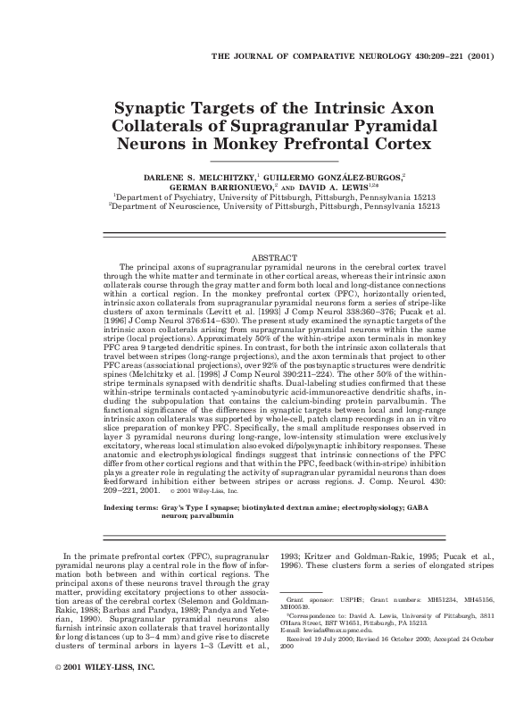 (PDF) Synaptic targets of the intrinsic axon collaterals of ...