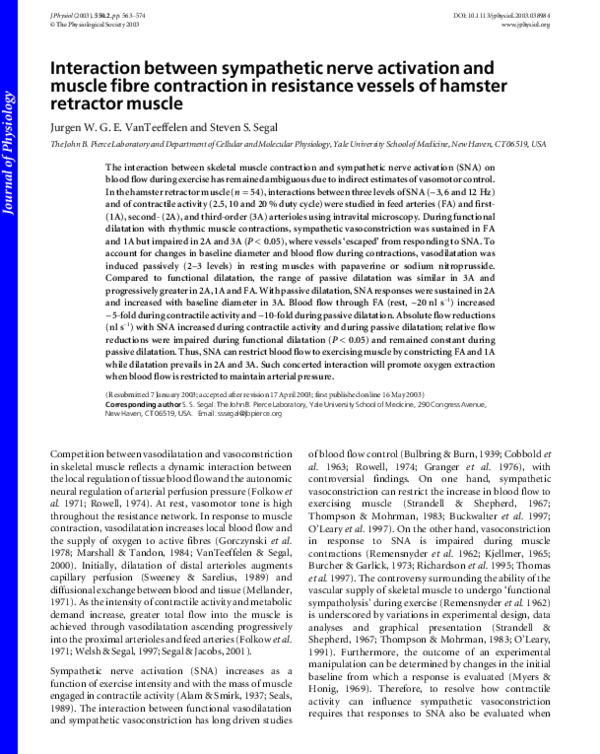(PDF) Interaction between sympathetic nerve activation and muscle fibre ...