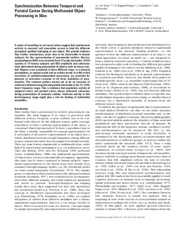 (PDF) Synchronization Between Temporal and Parietal Cortex During Multimodal Object Processing ...