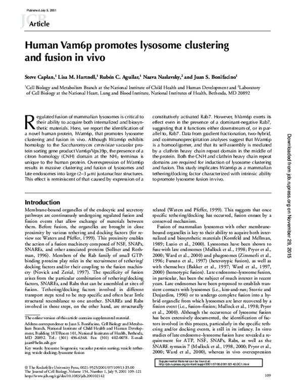 (PDF) Human Vam6p promotes lysosome clustering and fusion in vivo