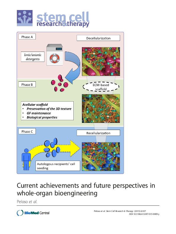 (PDF) Current achievements and future perspectives in whole-organ bioengineering