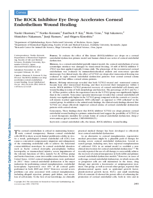 (PDF) The ROCK Inhibitor Eye Drop Accelerates Corneal Endothelium Wound ...