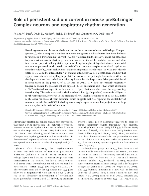 (PDF) Identifying neurons in the PreB tzinger complex that generate respiratory rhythm ...
