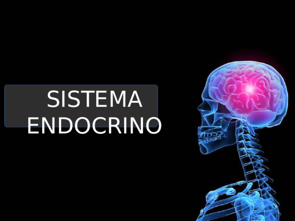 Diapositivas Del Sistema Endocrino