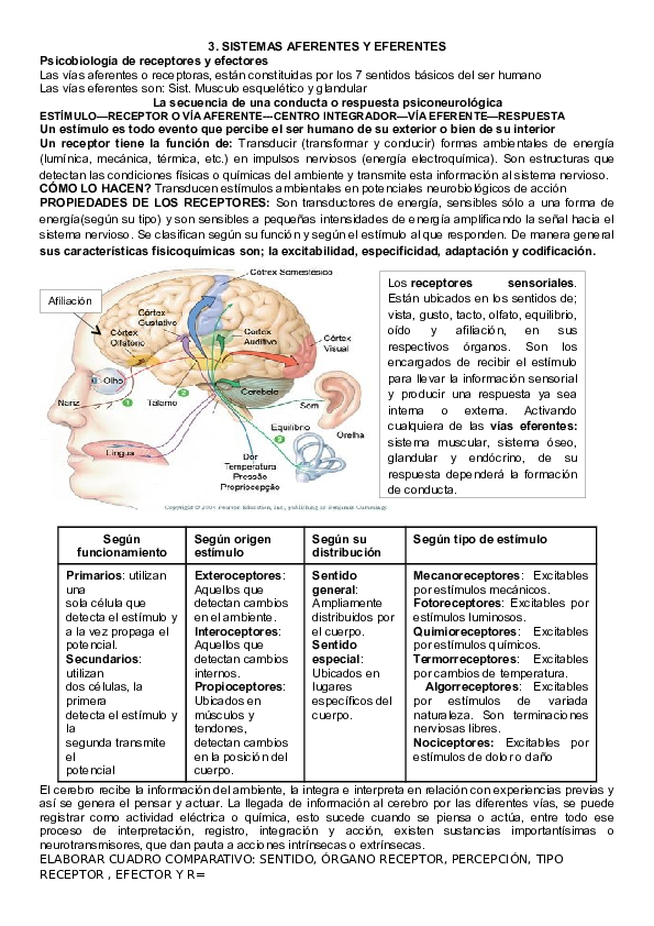 (DOC) 3. VÍAS AFERENTES Y EFERENTES