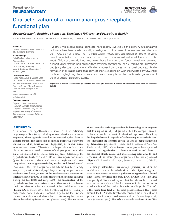 (PDF) Characterization of a mammalian prosencephalic functional plan