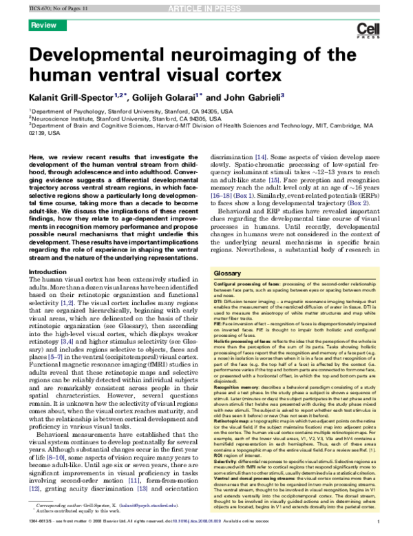 Developmental neuroimaging of the human ventral visual cortex