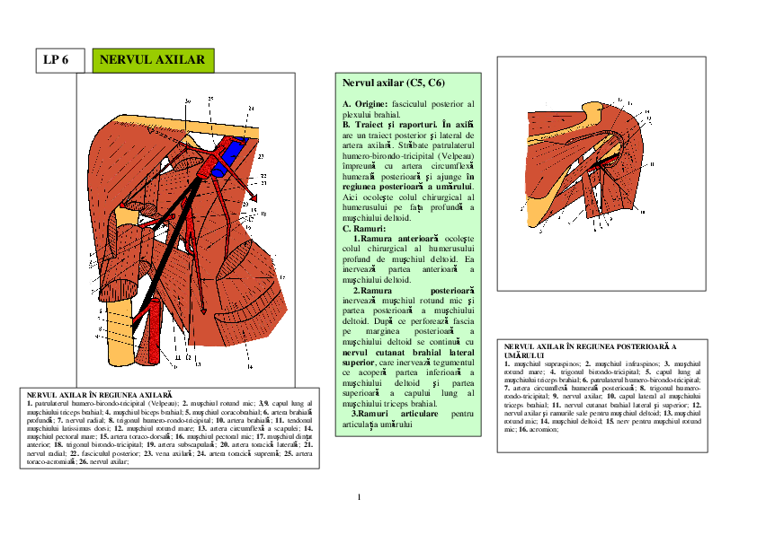 (PDF) LP6 NERVII MEMBRULUI SUPERIOR
