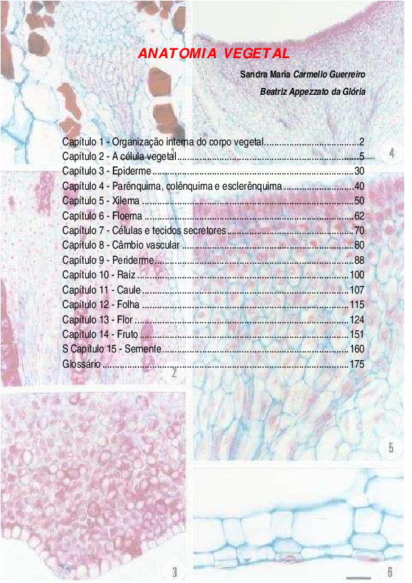 (PDF) Livro Anatomia Vegetal