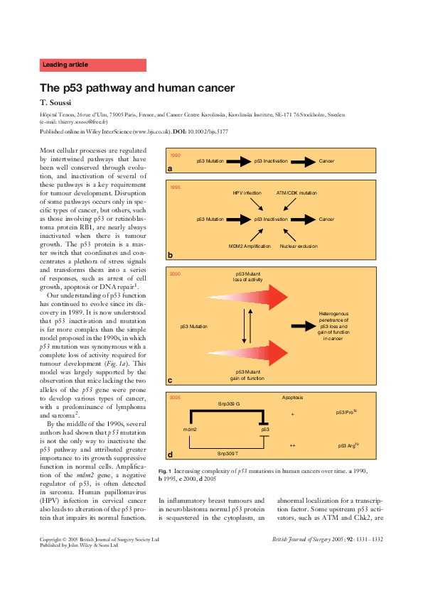 (PDF) The p53 pathway and human cancer