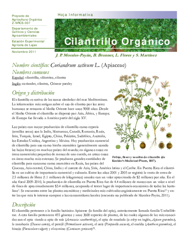 (PDF) Cilantrillo