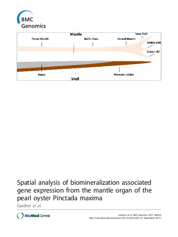 (PDF) Spatial analysis of biomineralization associated gene expression ...