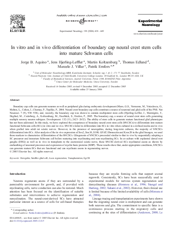 (PDF) In vitro and in vivo differentiation of boundary cap neural crest ...