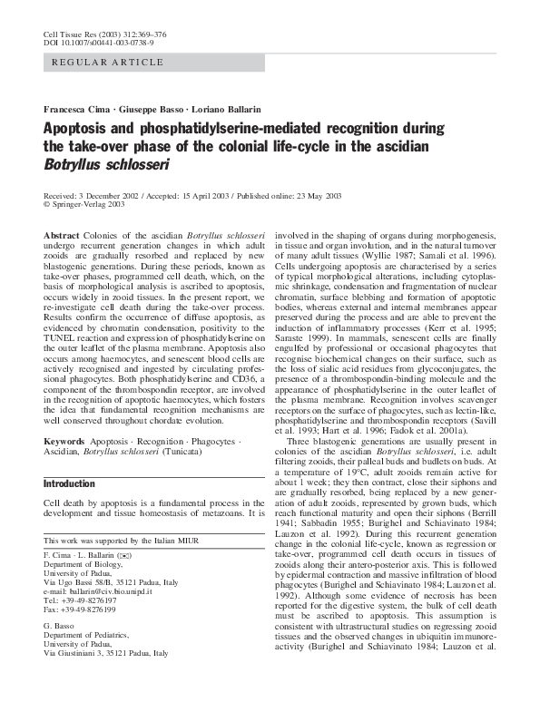 (PDF) Apoptosis in Botryllus schlosseri Take-Over Phase