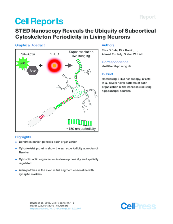 (PDF) STED Nanoscopy Reveals the Ubiquity of Subcortical Cytoskeleton ...