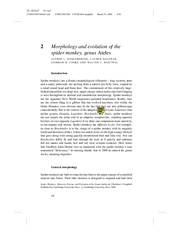 (PDF) Morphology and evolution of the Spider Monkey, Genus. Ateles