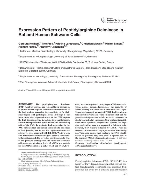 (PDF) Expression pattern of peptidylarginine deiminase in rat and human Schwann cells