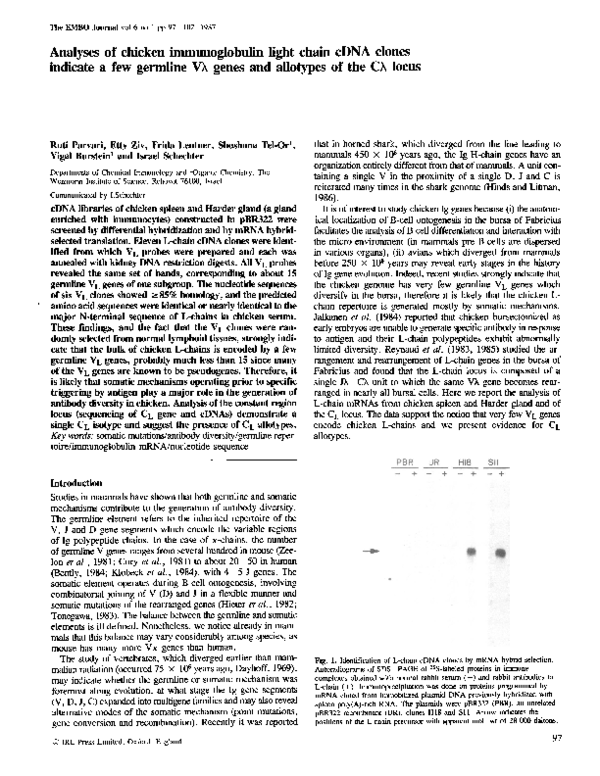 (PDF) Analyses of chicken immunoglobulin light chain cDNA clones ...