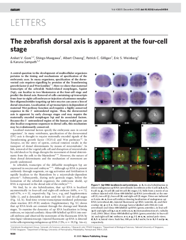 (PDF) The zebrafish dorsal axis is apparent at the four-cell stage