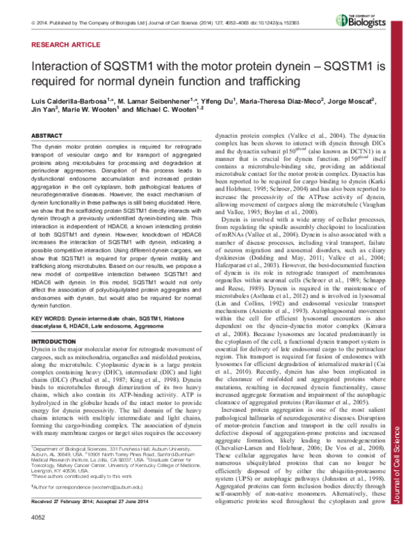 (PDF) Interaction of SQSTM1 with the motor protein dynein--SQSTM1 is ...