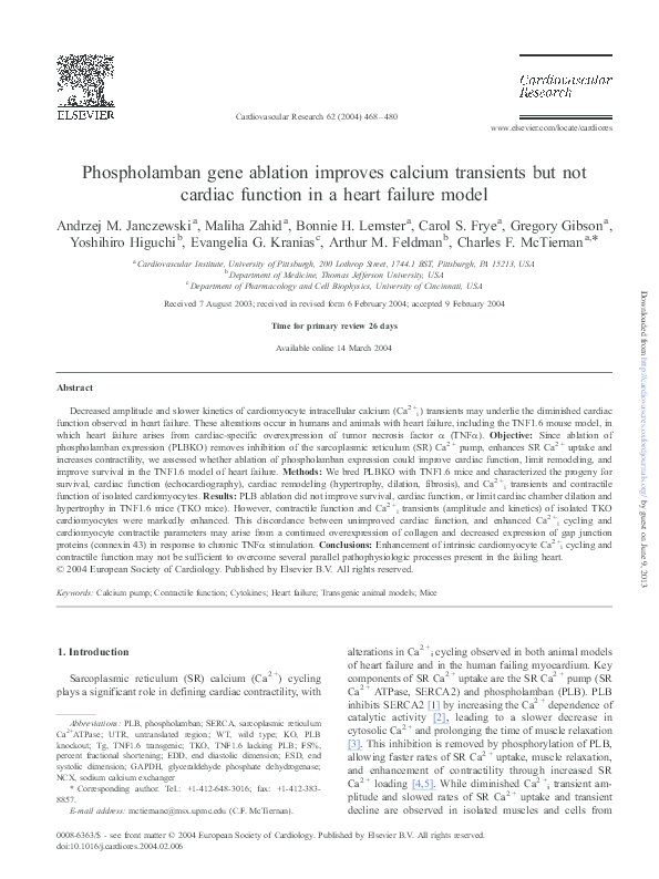 (PDF) Phospholamban gene ablation improves calcium transients but not ...